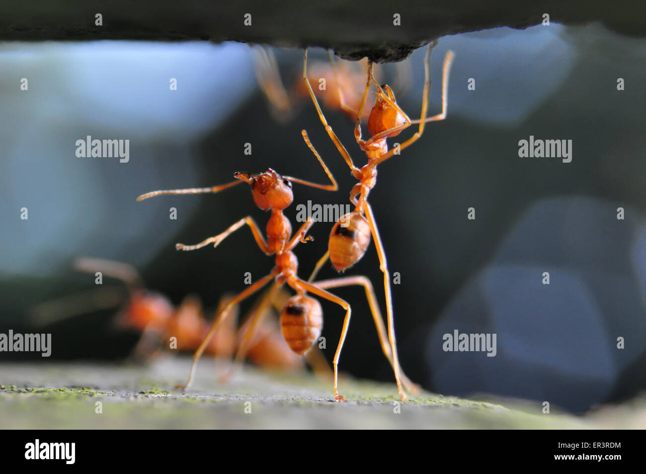 Weaver ants (genus Oecophylla) are eusocial insects of the family ...
