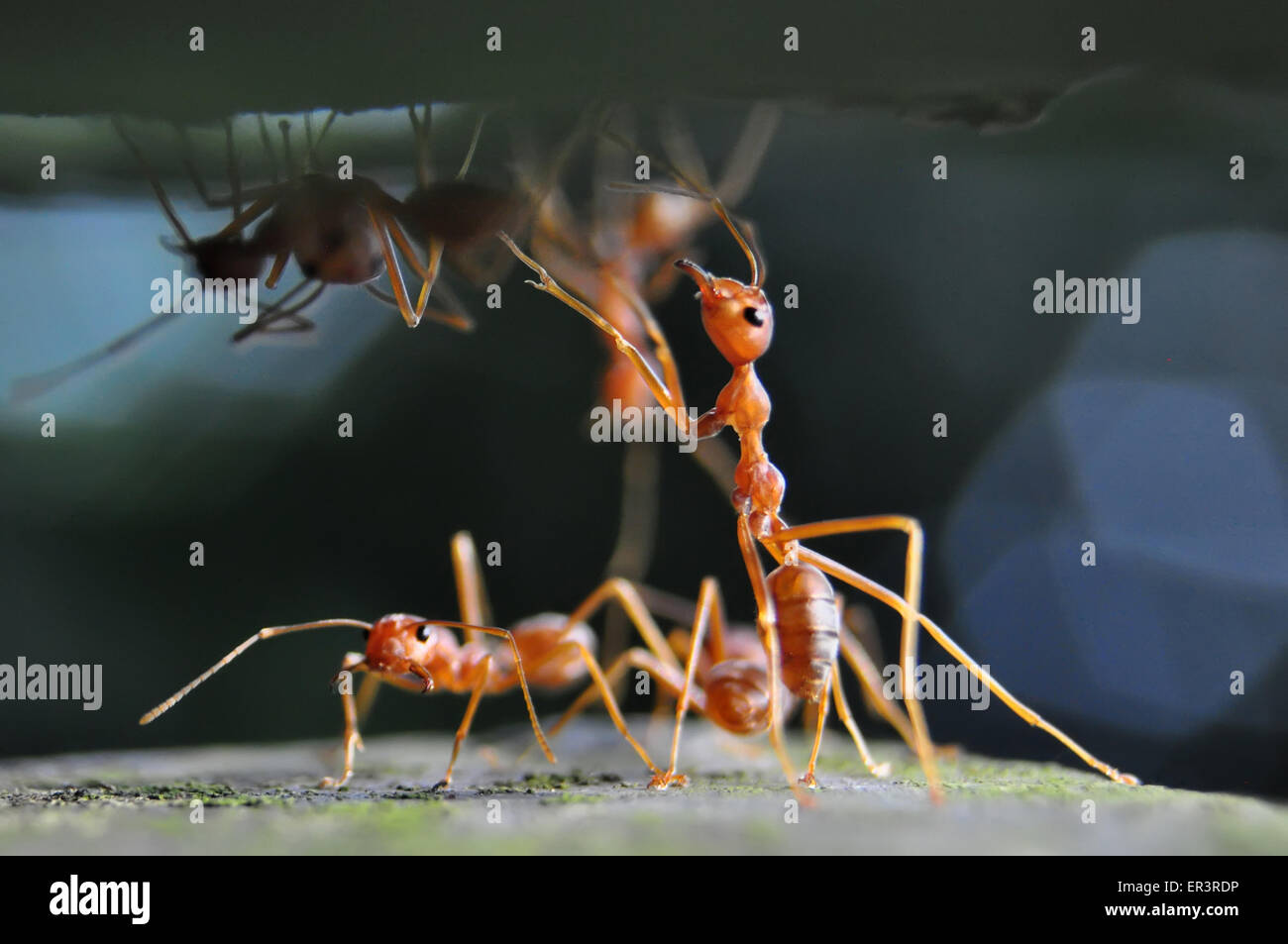 Weaver ants (genus Oecophylla) are eusocial insects of the family ...