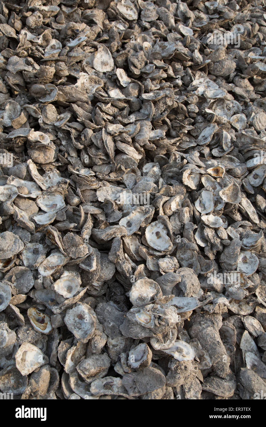 Oyster shell empty hi-res stock photography and images - Alamy