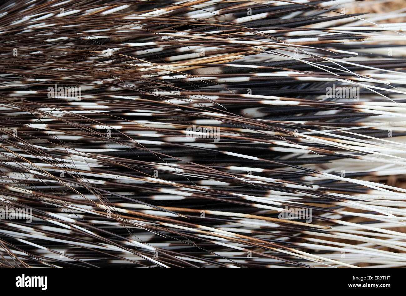Close up porcupine quills hi-res stock photography and images - Alamy