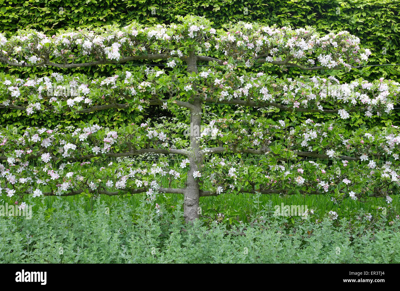 espaliered apple tree in english garden, norfolk, england Stock Photo ...
