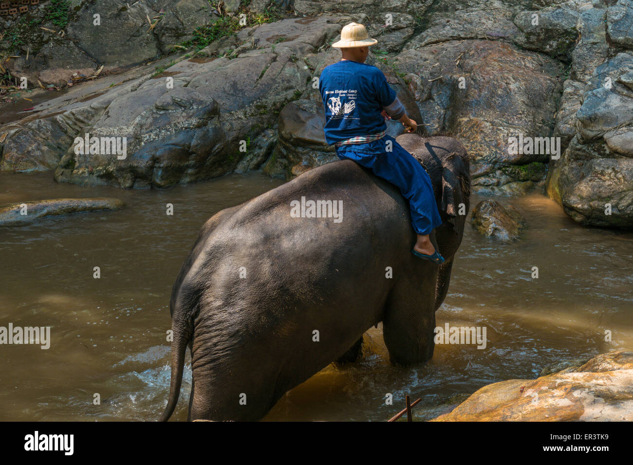 Thai elephant was take a bath with mahout (elephant driver , elephant ...