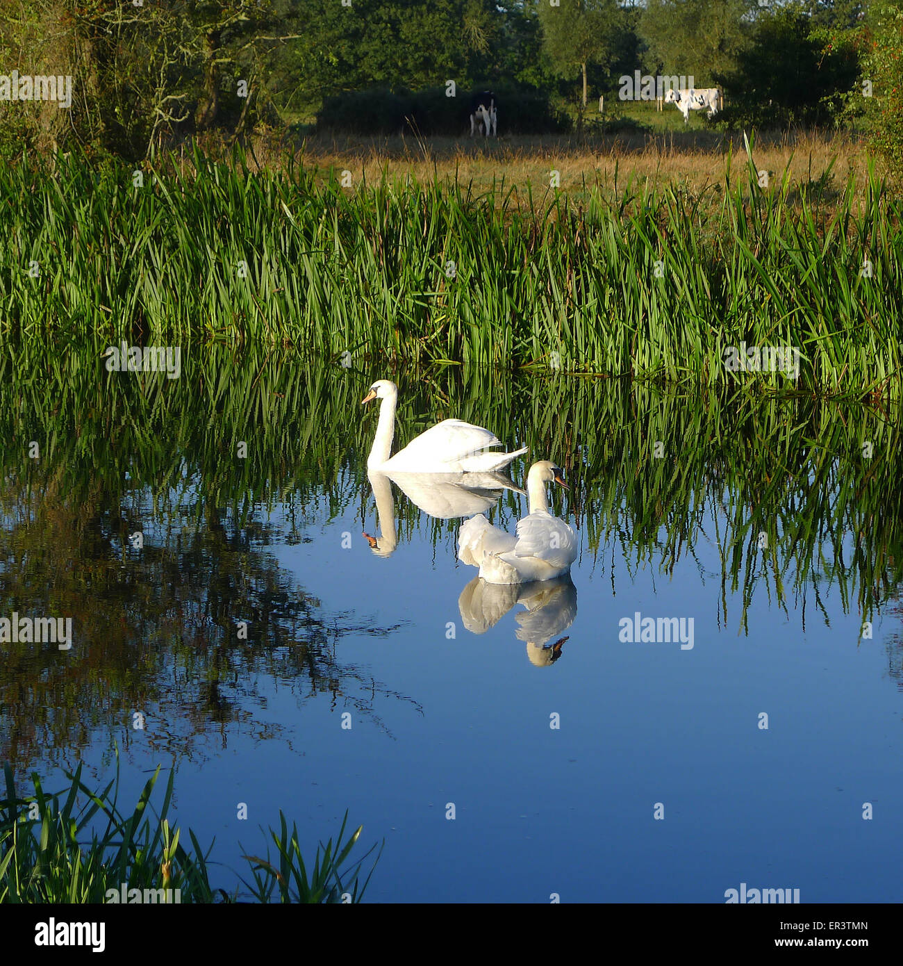 White swans reflected on river in Dedham Vale, Suffolk, England Stock ...