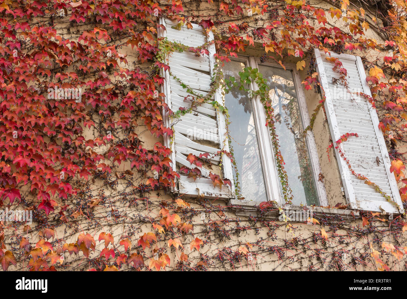 trees in line inside forest, tranquil scenery Stock Photo - Alamy