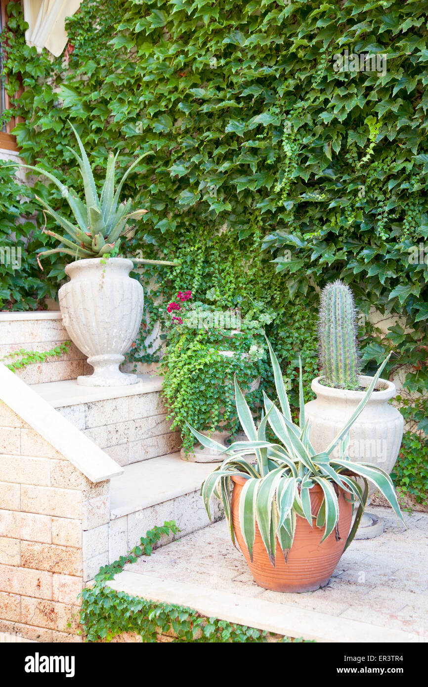 Pots with flowers standing near the wall at home Stock Photo - Alamy