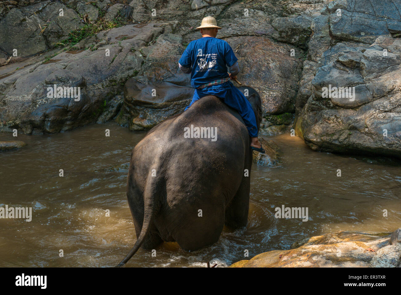 Thai elephant was take a bath with mahout (elephant driver , elephant ...