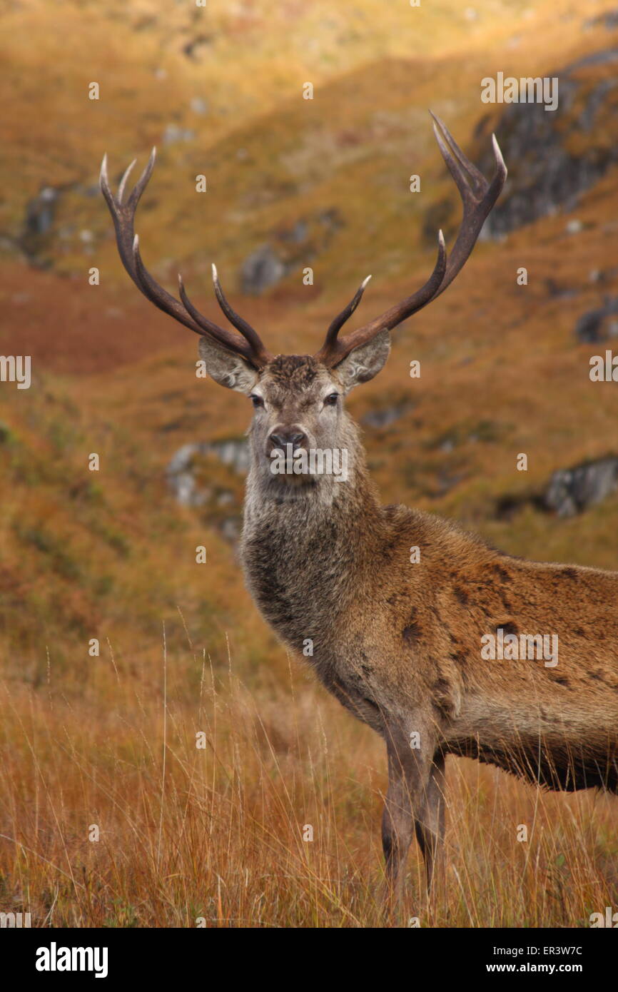 Magnificent Wild Red Deer Stag with 12 point antlers during the Autumn ...