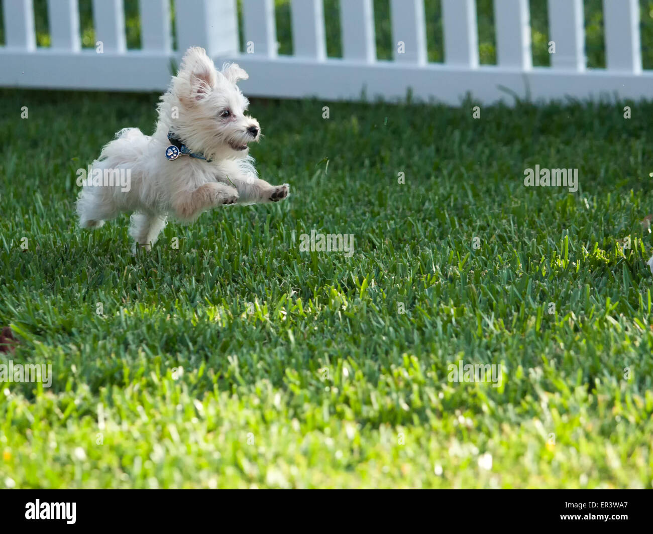 Yorkshire terrier puppy play hi-res stock photography and images - Alamy