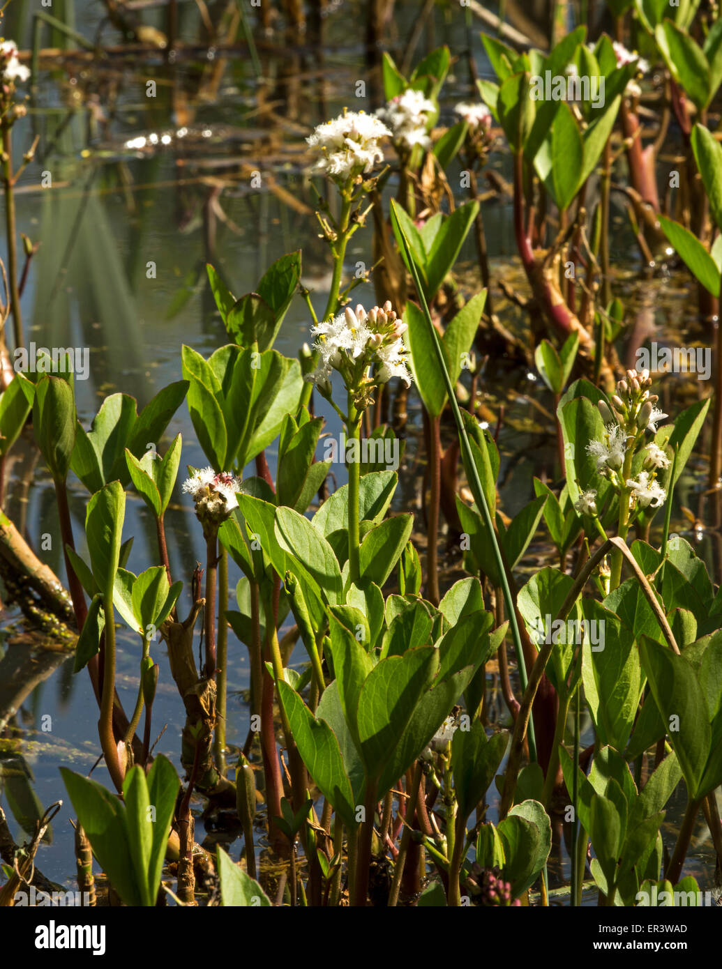 Bogbean. Common plant of bogs and lake edges Stock Photo - Alamy