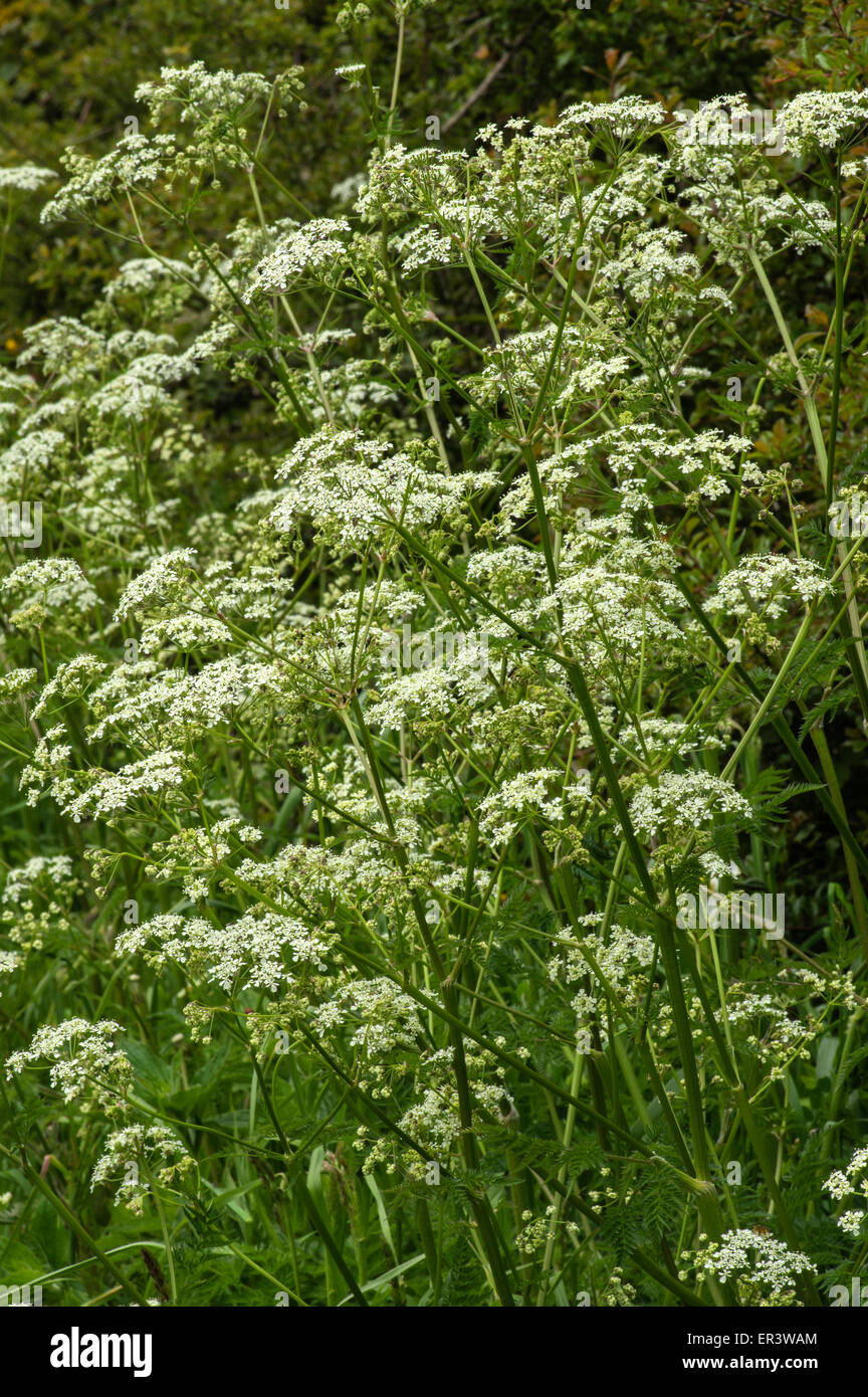 Fairly common in acid woodland Stock Photo - Alamy