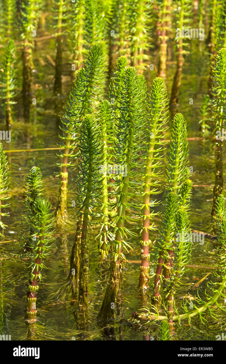 Marestail hi-res stock photography and images - Alamy