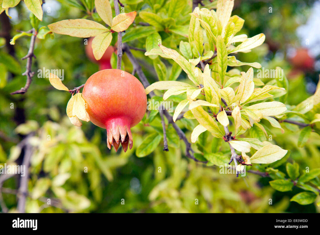 Ripe pomegranate fruit hanging on a green branch Stock Photo - Alamy