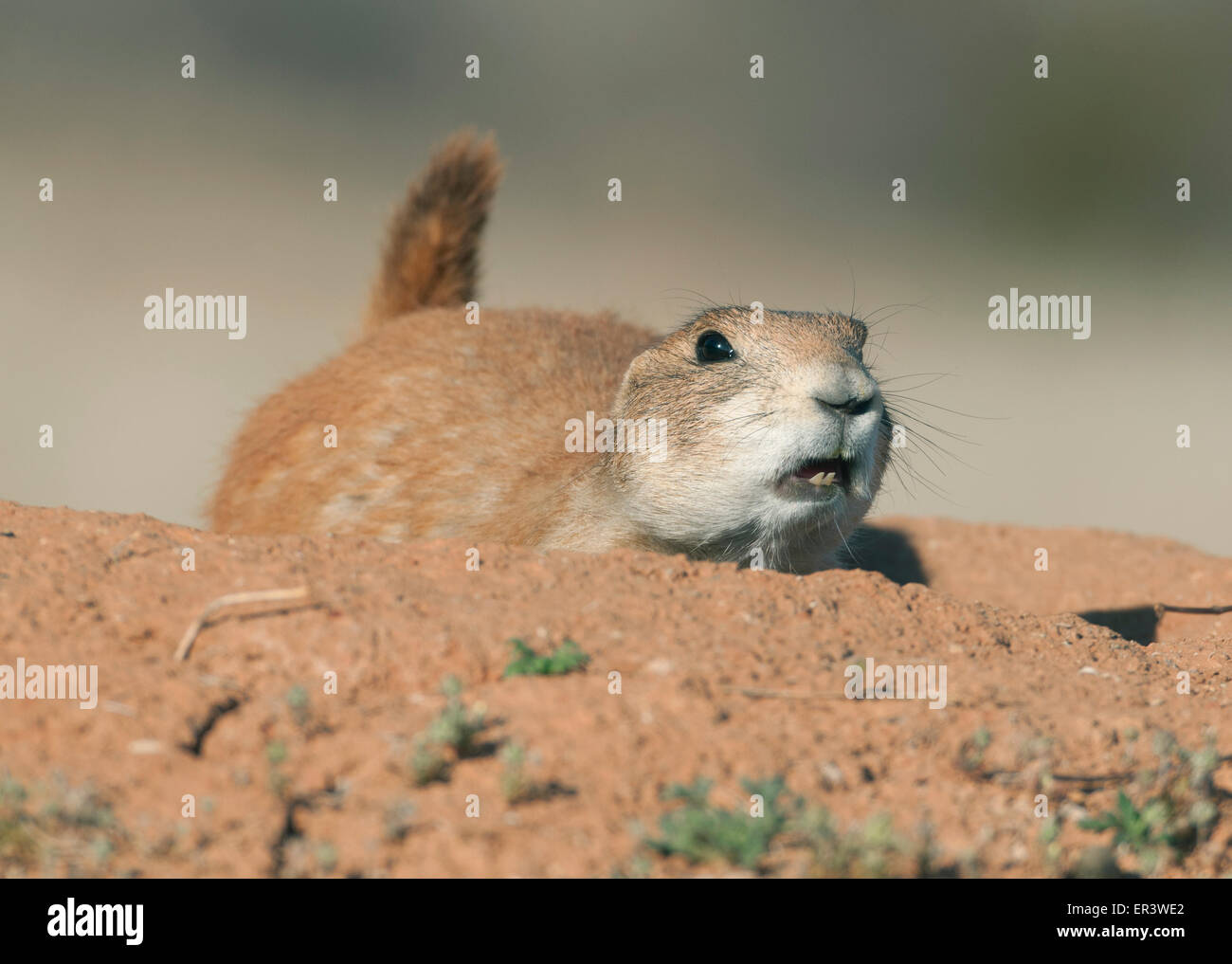 Black tailed prairie dog call hi-res stock photography and images - Alamy