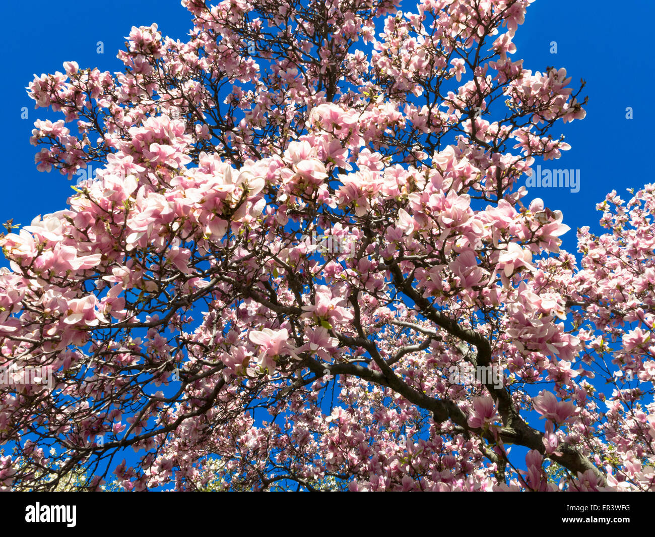 Magnolia soulangeana tulip tree botanical hi-res stock photography and ...