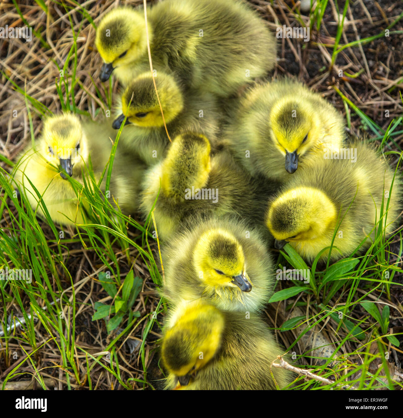 MK Wildlife Nature Center. Candian Goose with New Born Chick Goslings ...