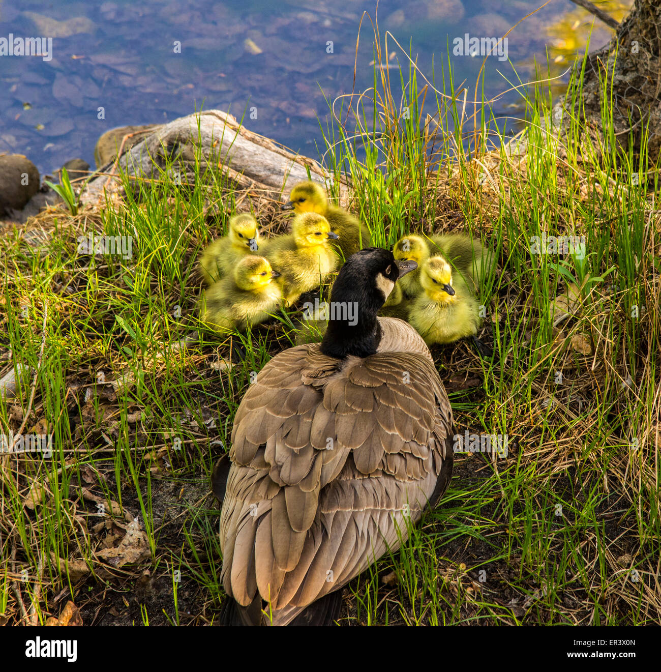 MK Wildlife Nature Center. Candian Goose with New Born Chicks Goslings ...