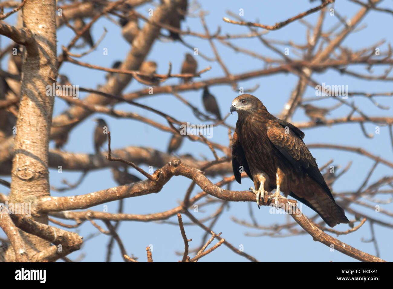 India kite bird hi-res stock photography and images - Alamy