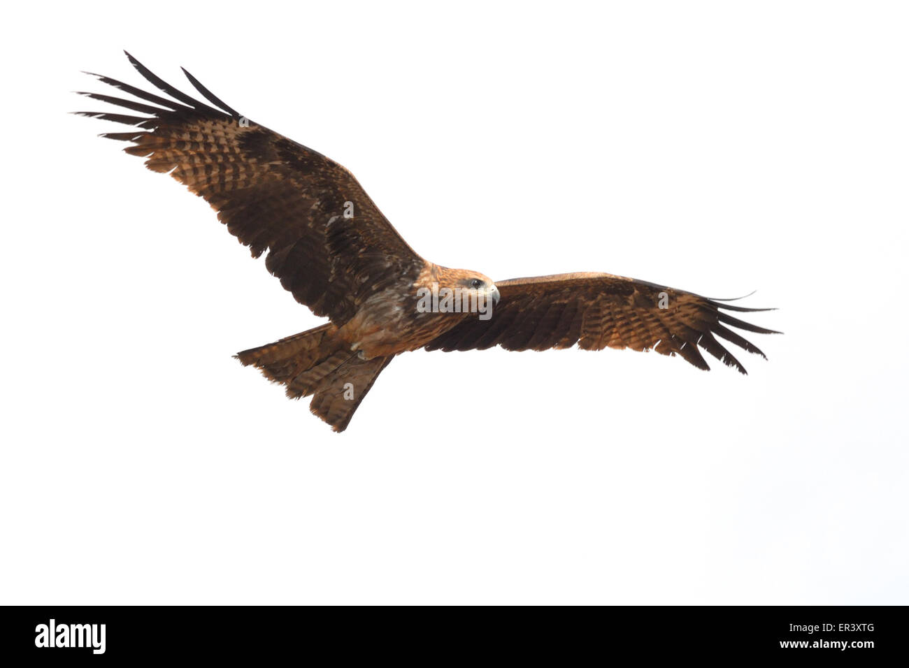 Black kite in nature Cut Out Stock Images & Pictures - Alamy