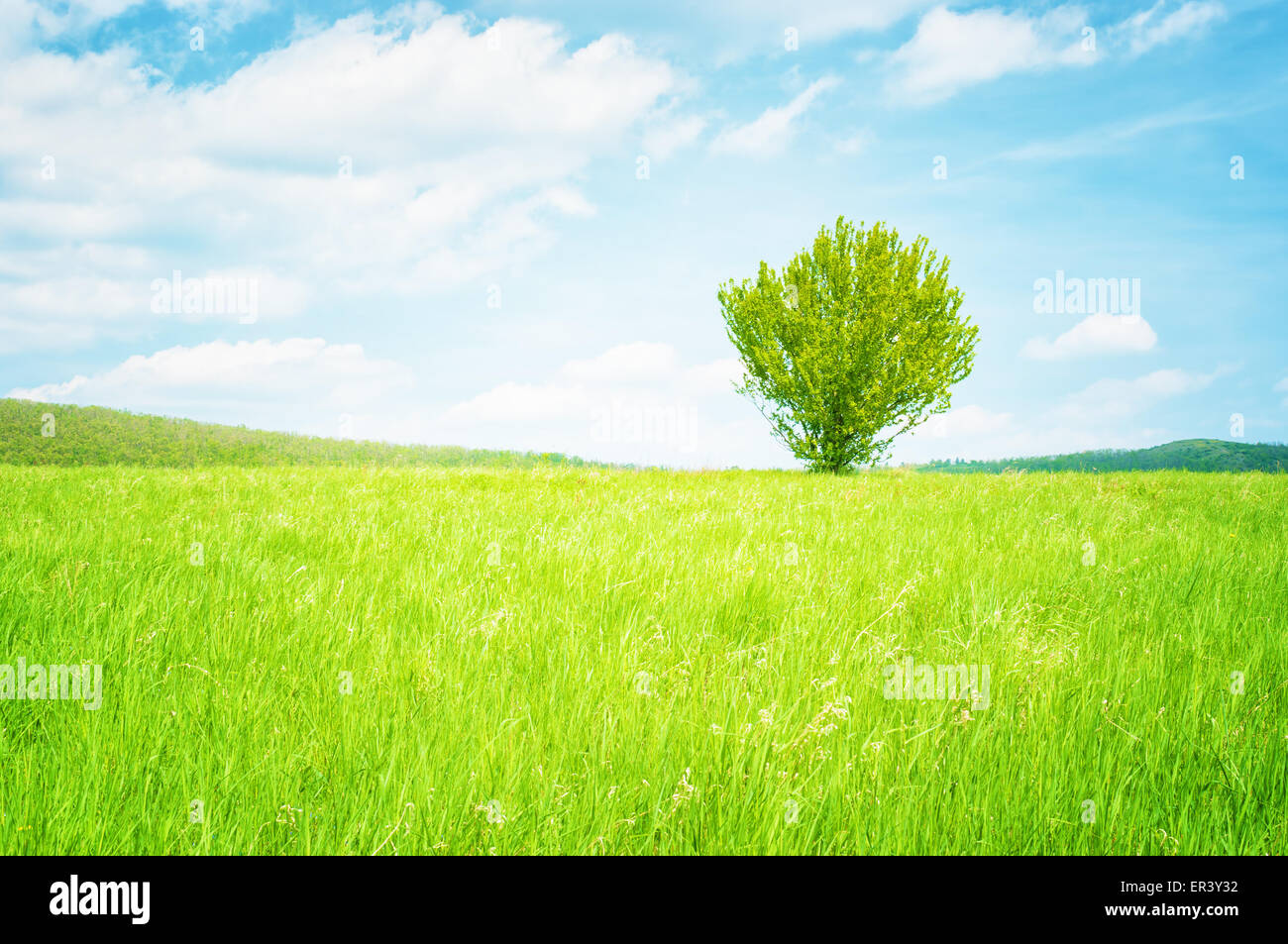 Lonely tree in the field landscape Stock Photo - Alamy