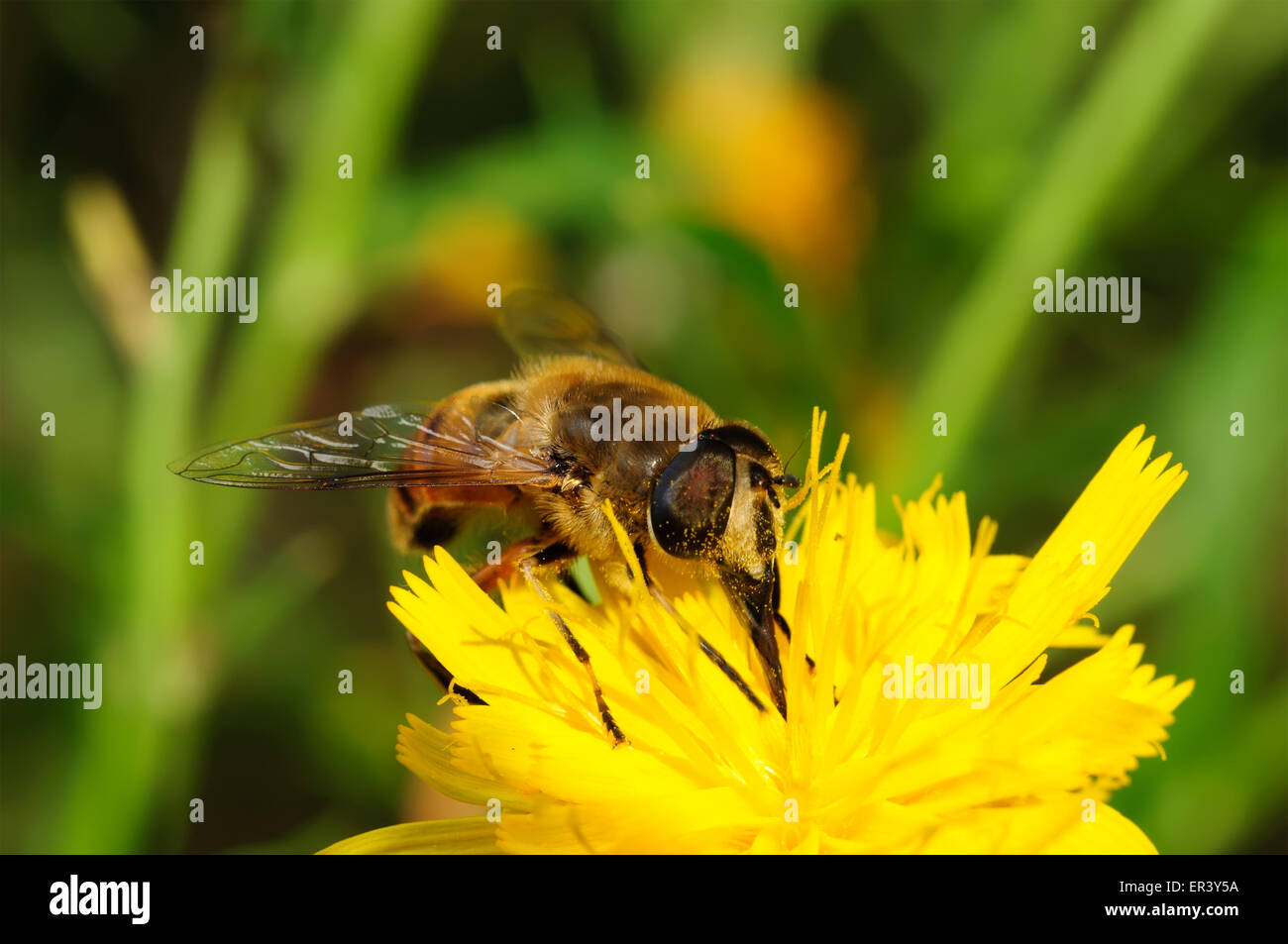 Blurred bee wings hi-res stock photography and images - Alamy