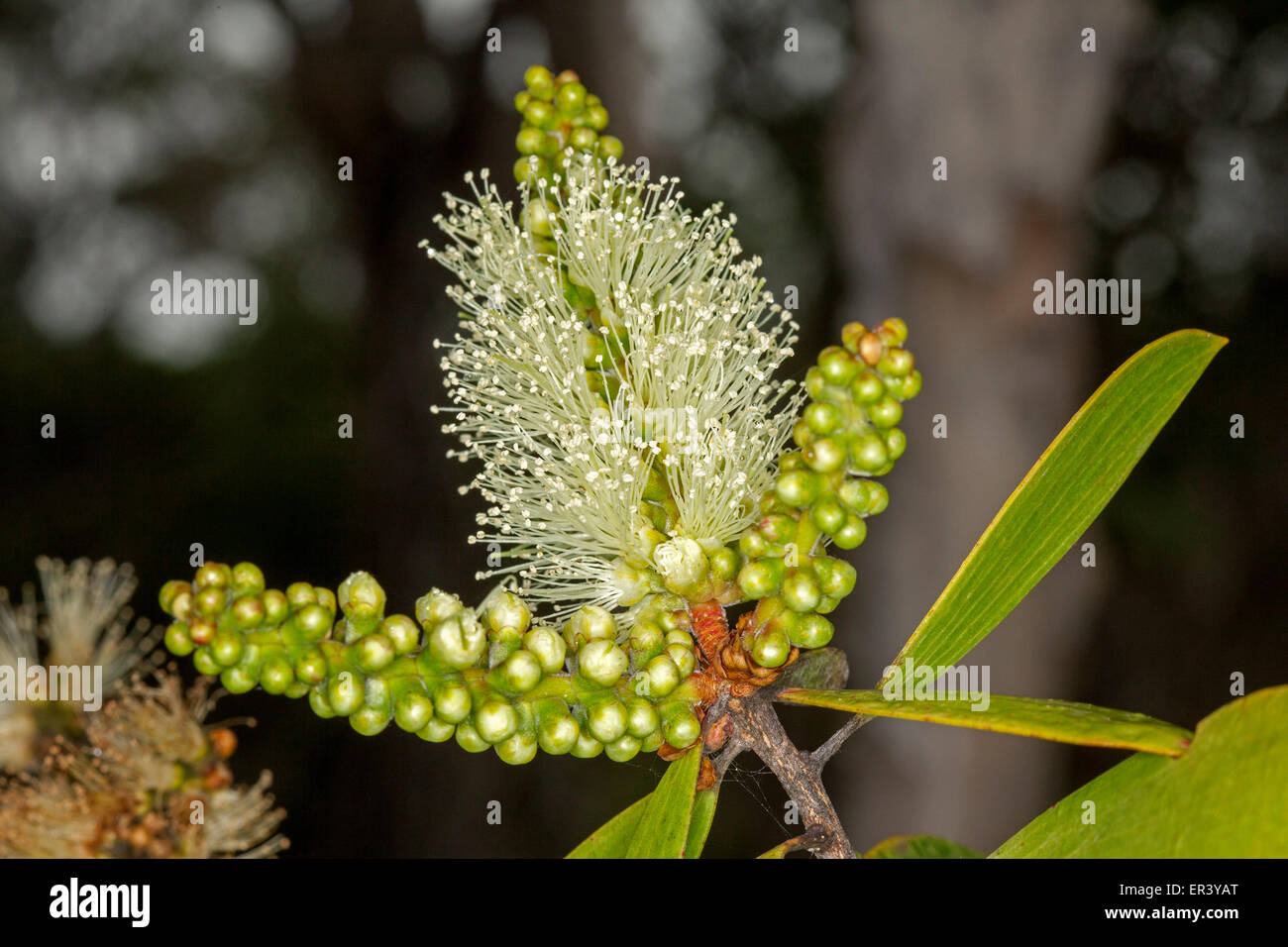 Australian melaleuca tree everglades hi-res stock photography and ...