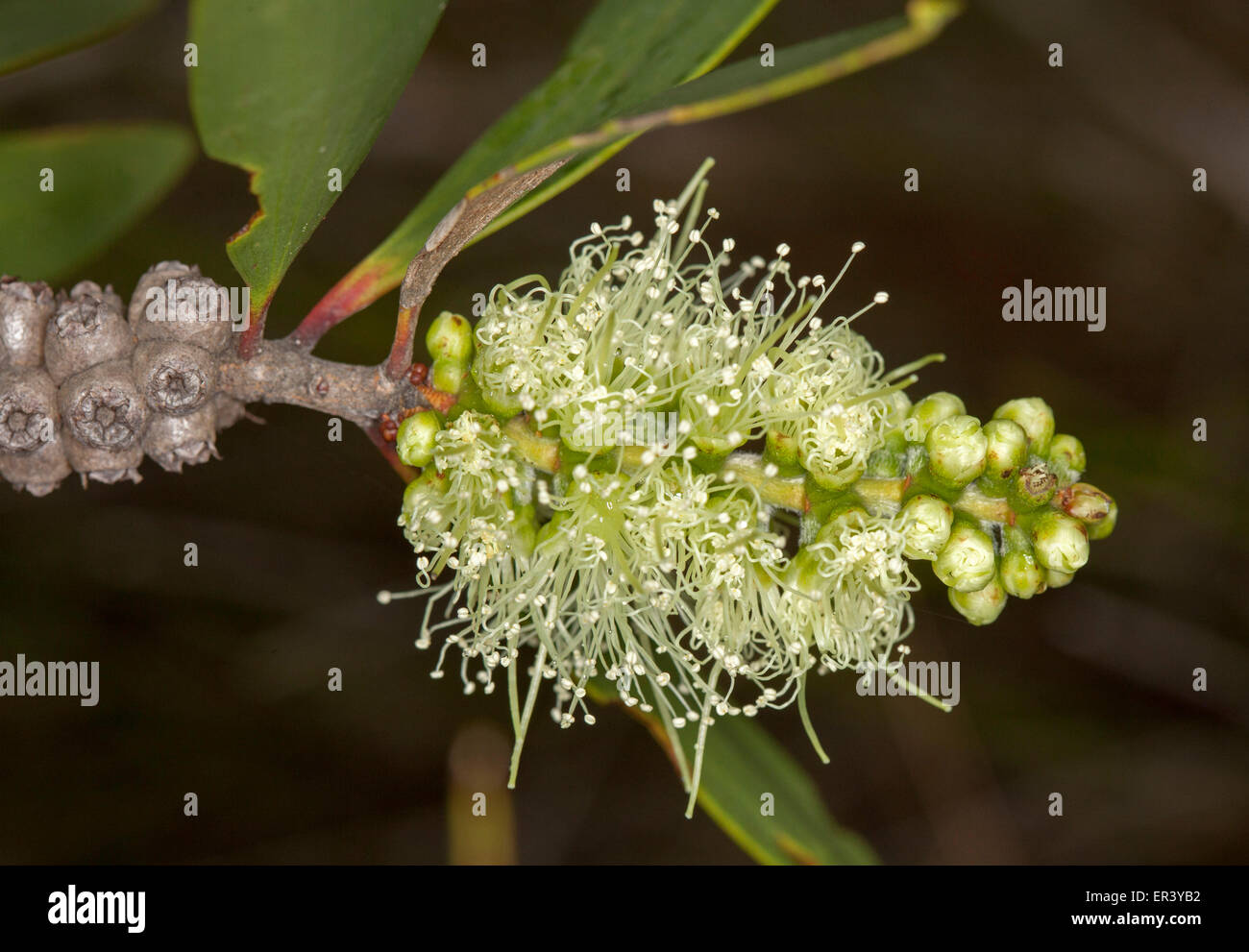 Paperbark tree hi-res stock photography and images - Alamy