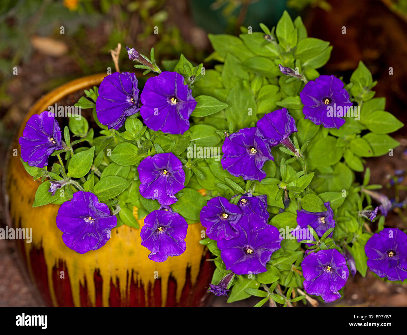 Petunia with masses of deep purple flowers and emerald green foliage ...