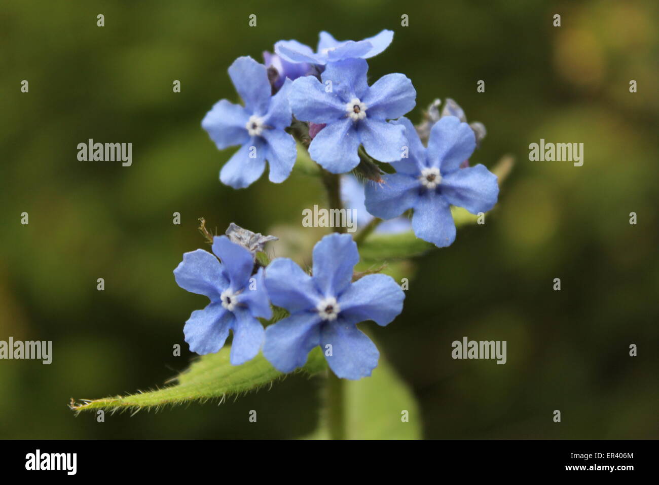 Blue spiky flowers hi-res stock photography and images - Alamy