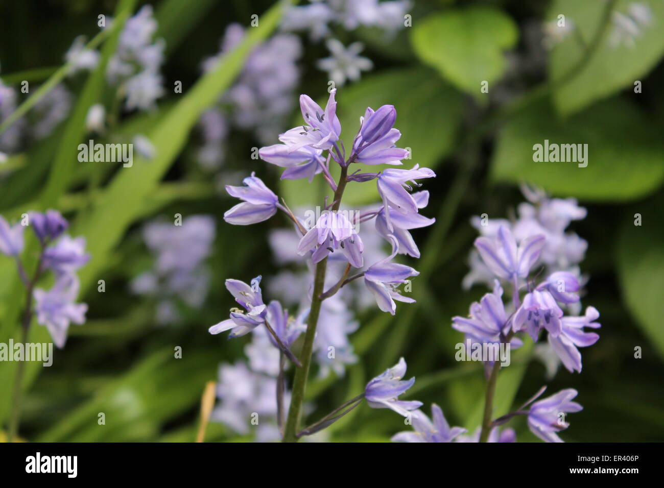 Open clusters of flowers hi-res stock photography and images - Alamy