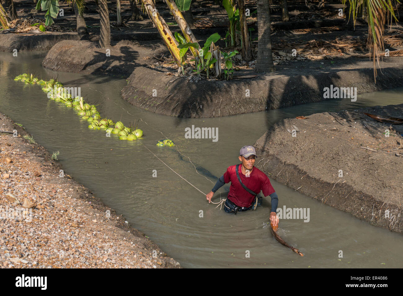 A worker in the harvest of coconuts, coconut cultivation, Thailand ...