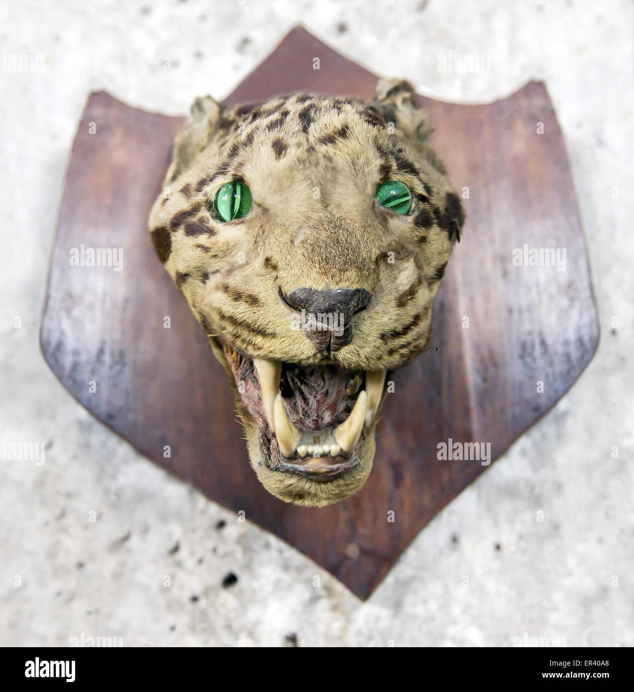 Animal head cut hi-res stock photography and images - Alamy