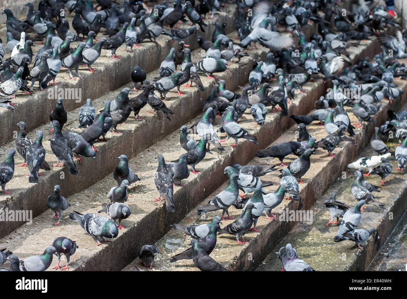 pigeons on stairs Stock Photo - Alamy