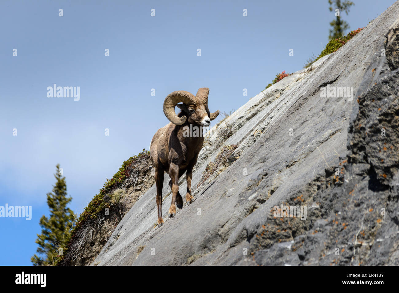 Bighorn ram on cliff Stock Photo - Alamy