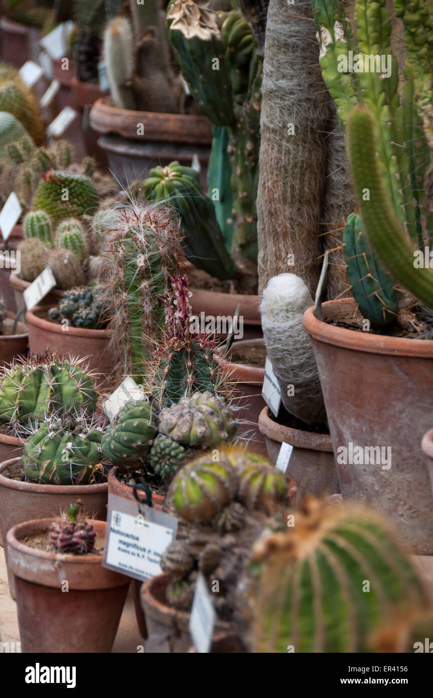 Cacti variety hi-res stock photography and images - Alamy
