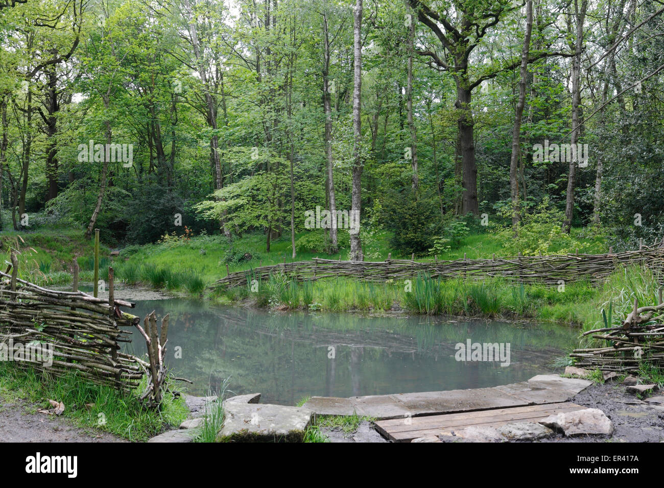 A man made wildlife pond in Ecclesall Woods in Sheffield England UK ...