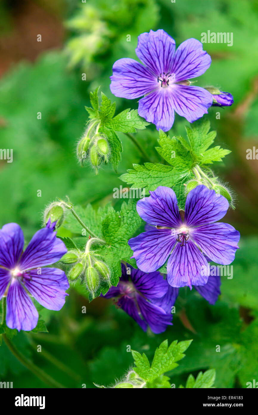 Geranium himalayense, Cranesbill Stock Photo - Alamy
