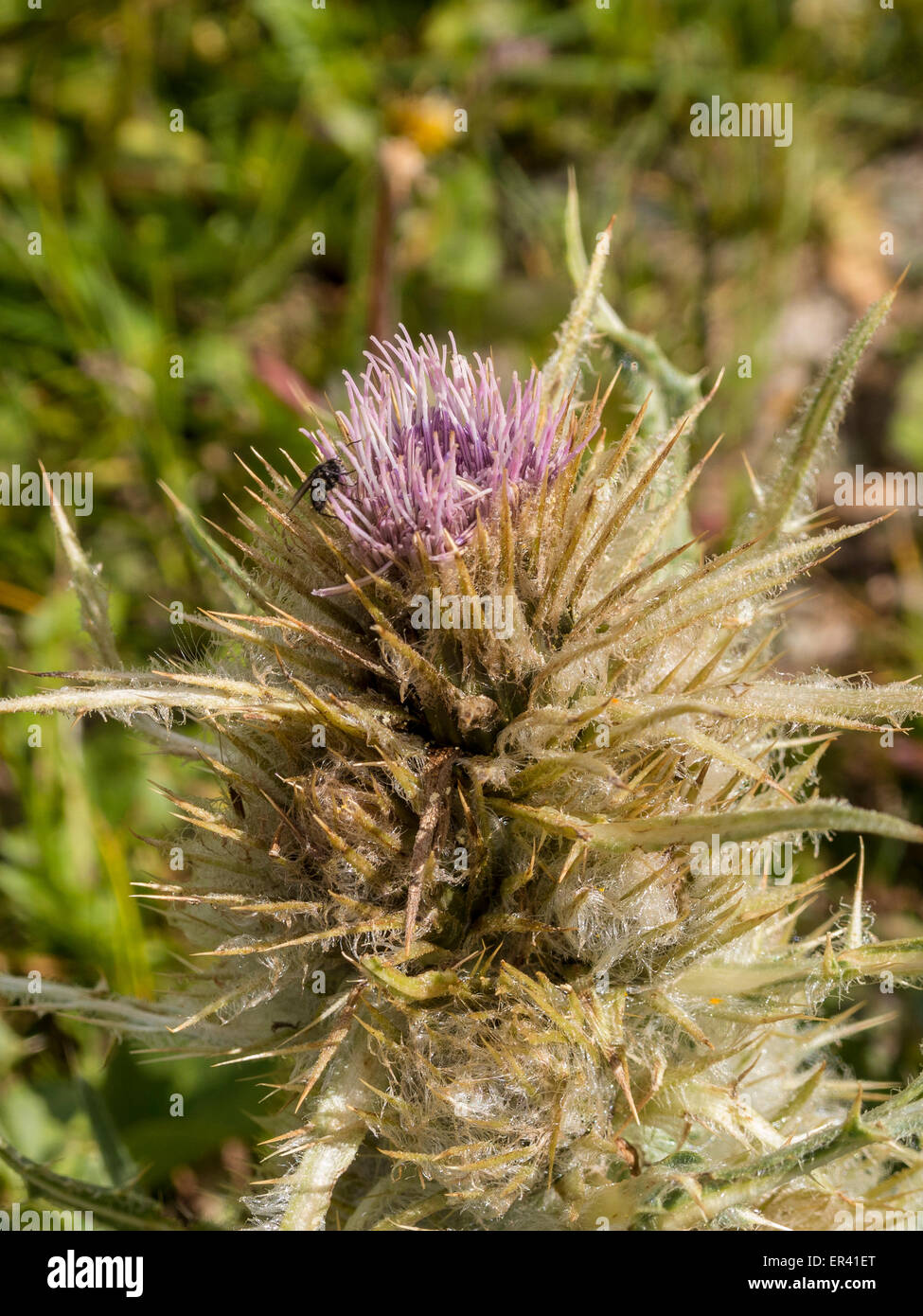 Insect on a thistle, American Basin, Cinnamon Pass Road, Alpine Loop ...