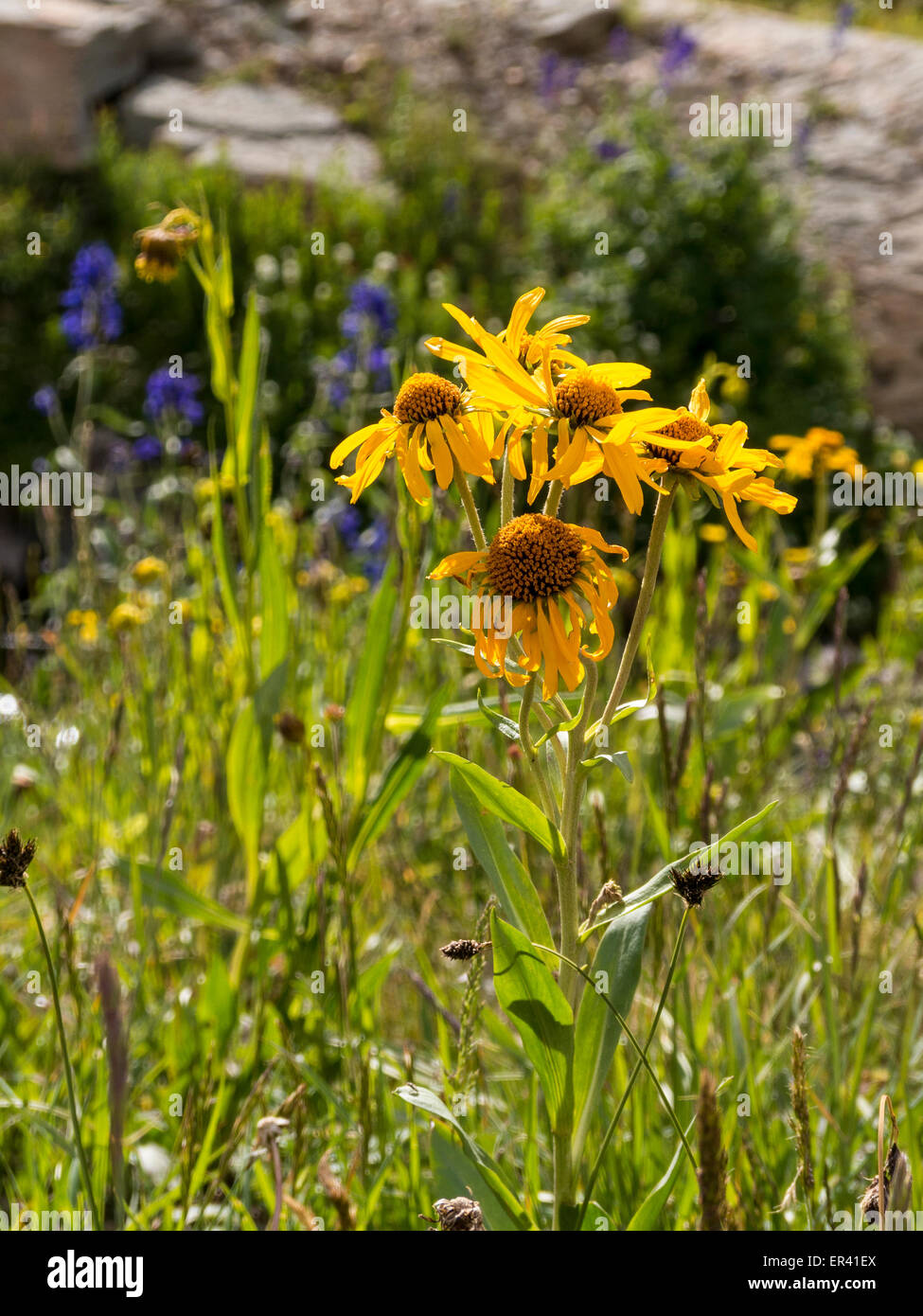 Alpine Loop Colorado Wildflowers High Resolution Stock Photography and ...