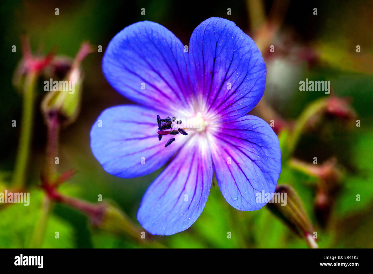 Hardy Geranium Blue High Resolution Stock Photography and Images - Alamy