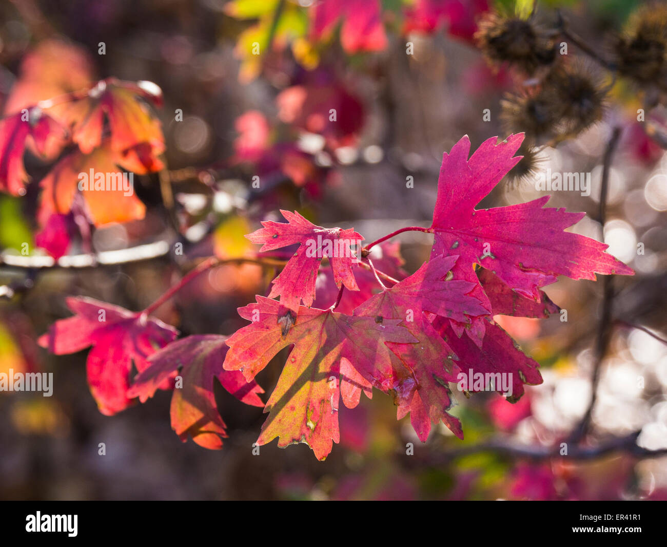 Red maple leaves Cherry Creek State Park Campground, Aurora, Colorado ...