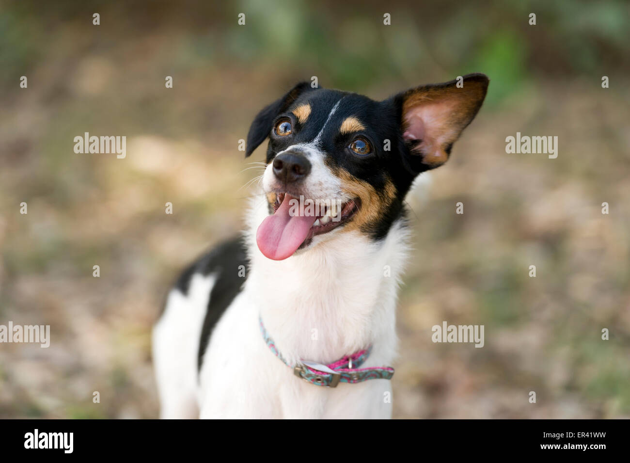 Crazy dog hi-res stock photography and images - Alamy