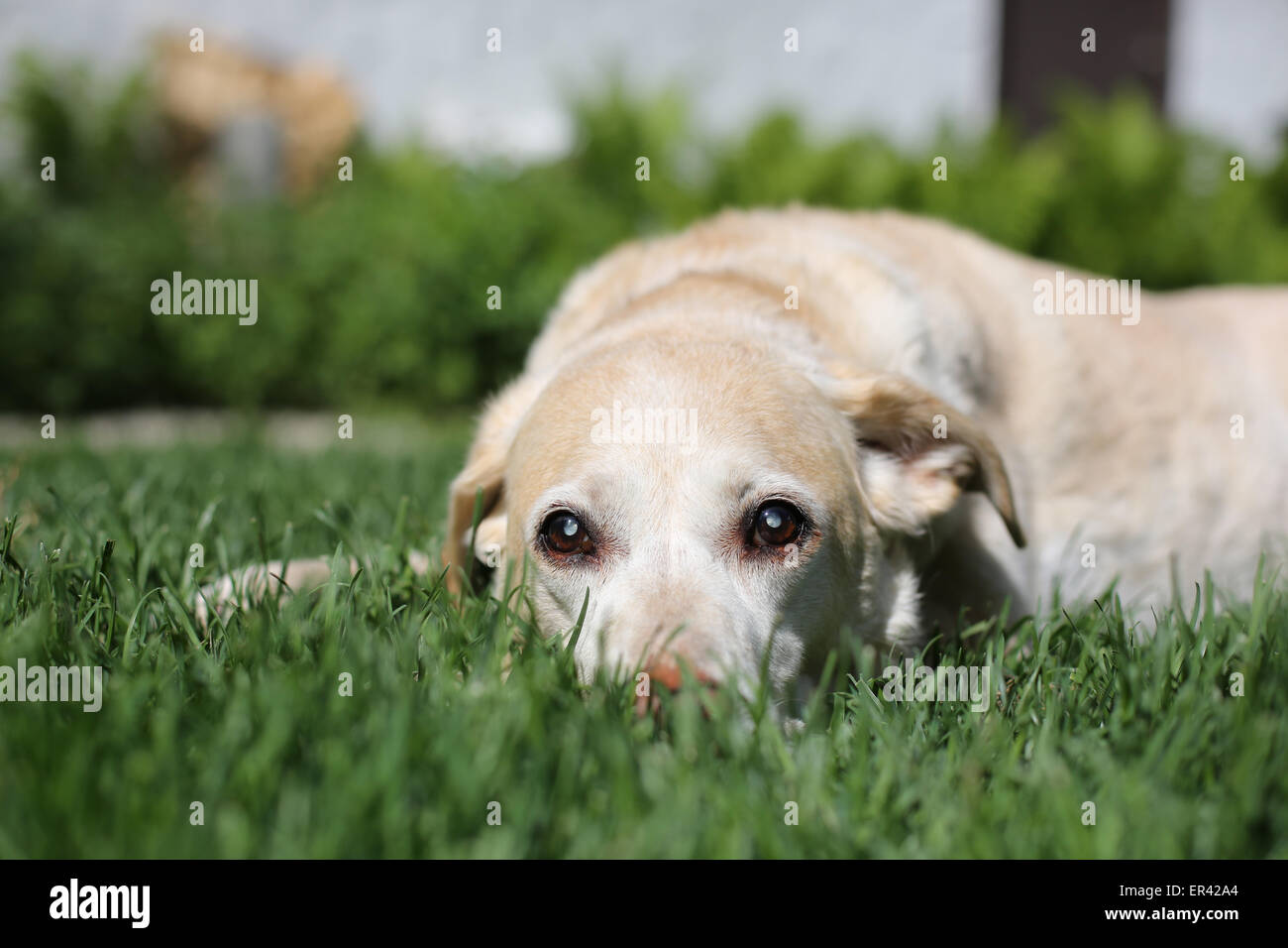 A blind old yellow lab dog lying in grass Stock Photo - Alamy