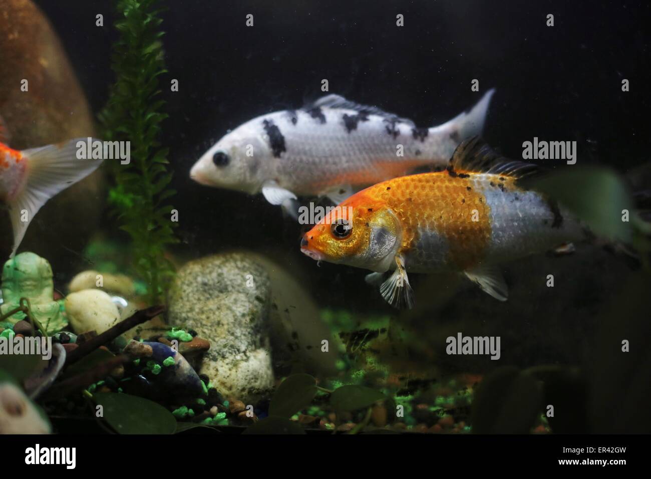 Fish swimming in an aquarium Stock Photo - Alamy