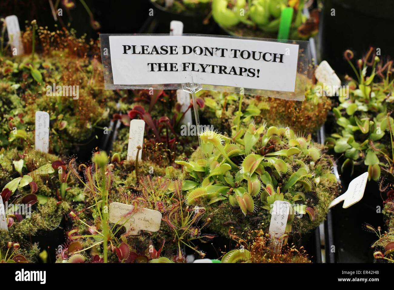 A group of venus fly trap plants with a sign reading "don't touch the ...