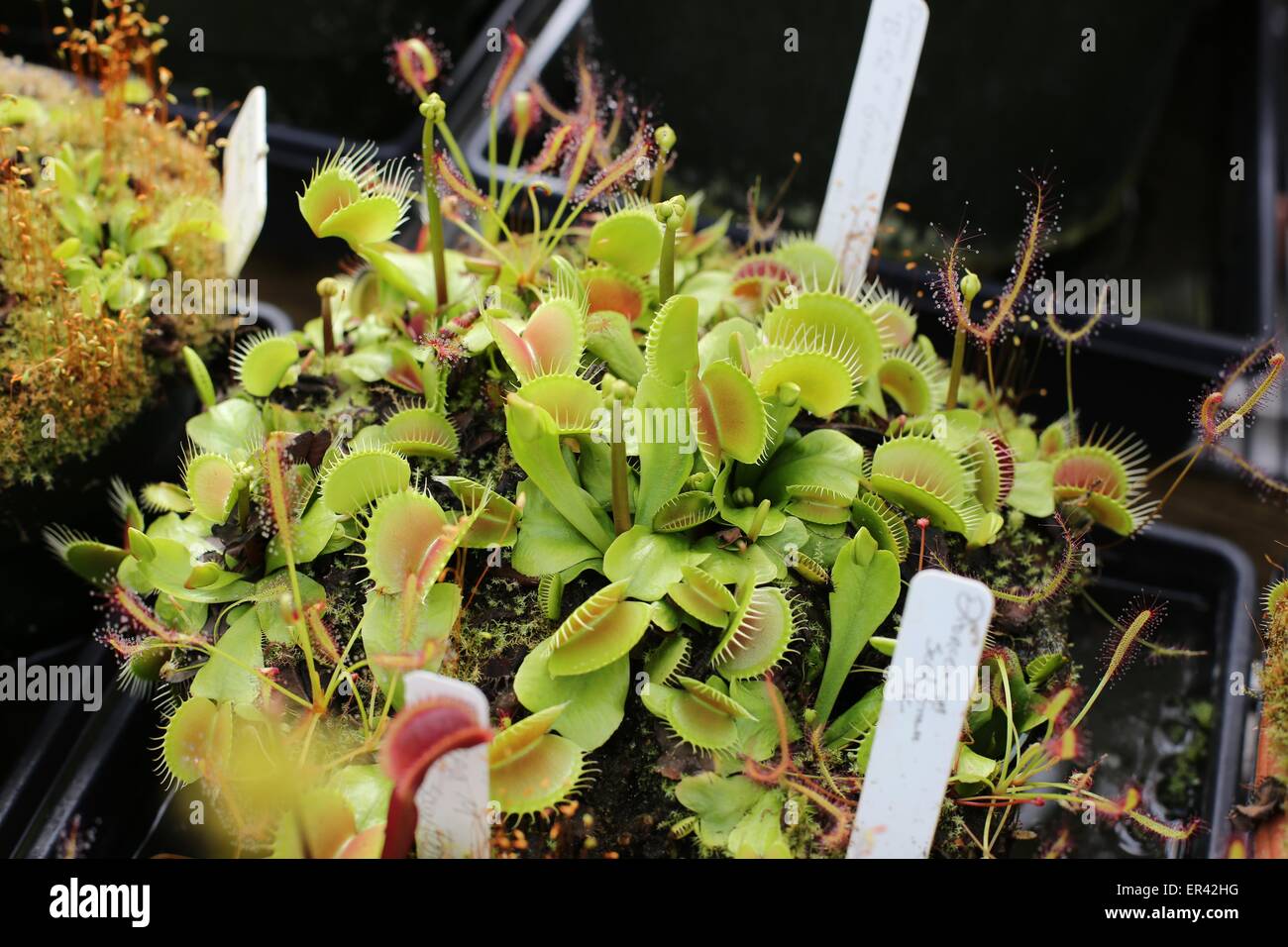 A venus fly trap plant Stock Photo - Alamy