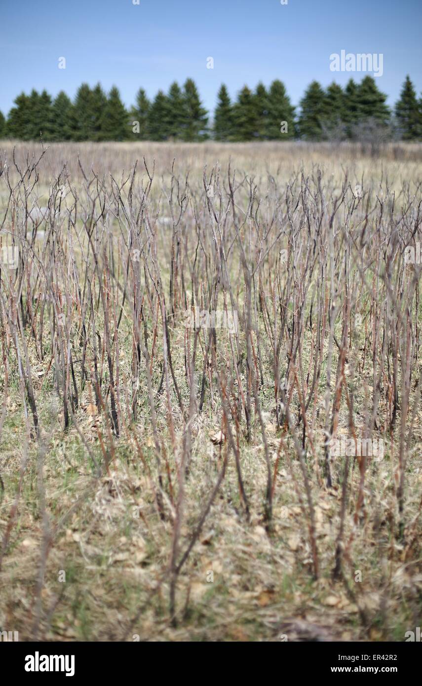 Wild sumac growing at Pipestone National Monument in Minnesota Stock ...