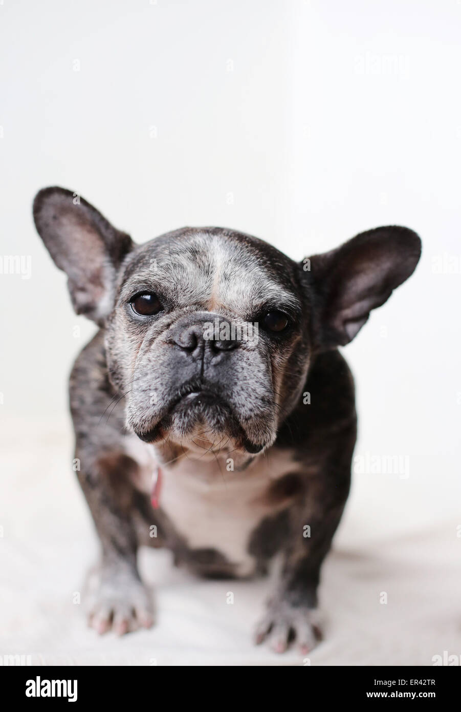 Rescue frenchie hi-res stock photography and images - Alamy