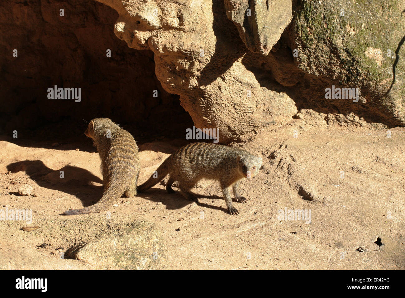 Two ferrets walking near rock cave on sandy ground Stock Photo - Alamy