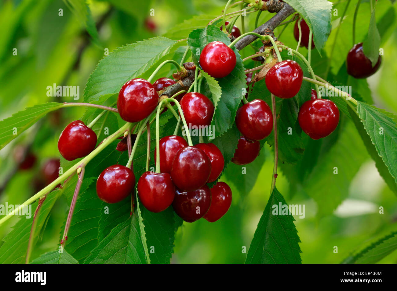 The cherry branch hi-res stock photography and images - Alamy