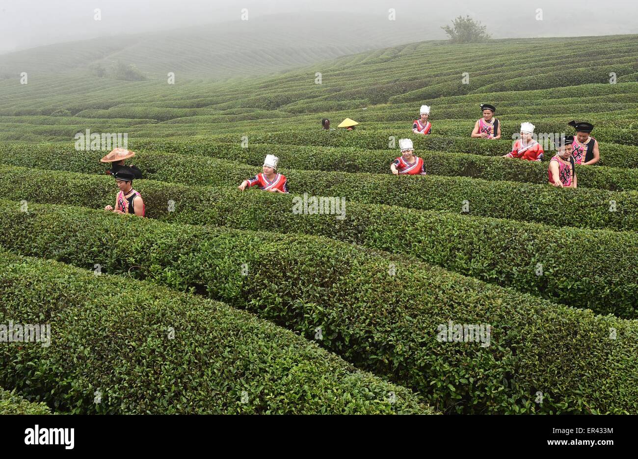 Weng'an, China's Guizhou Province. 26th May, 2015. Tea growers pick up ...